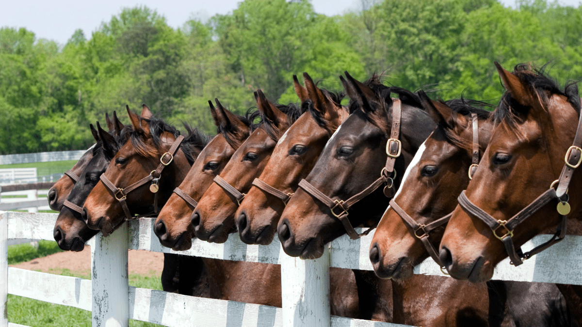 The Only Horse Buying Checklist You Need – Buying A Horse?
