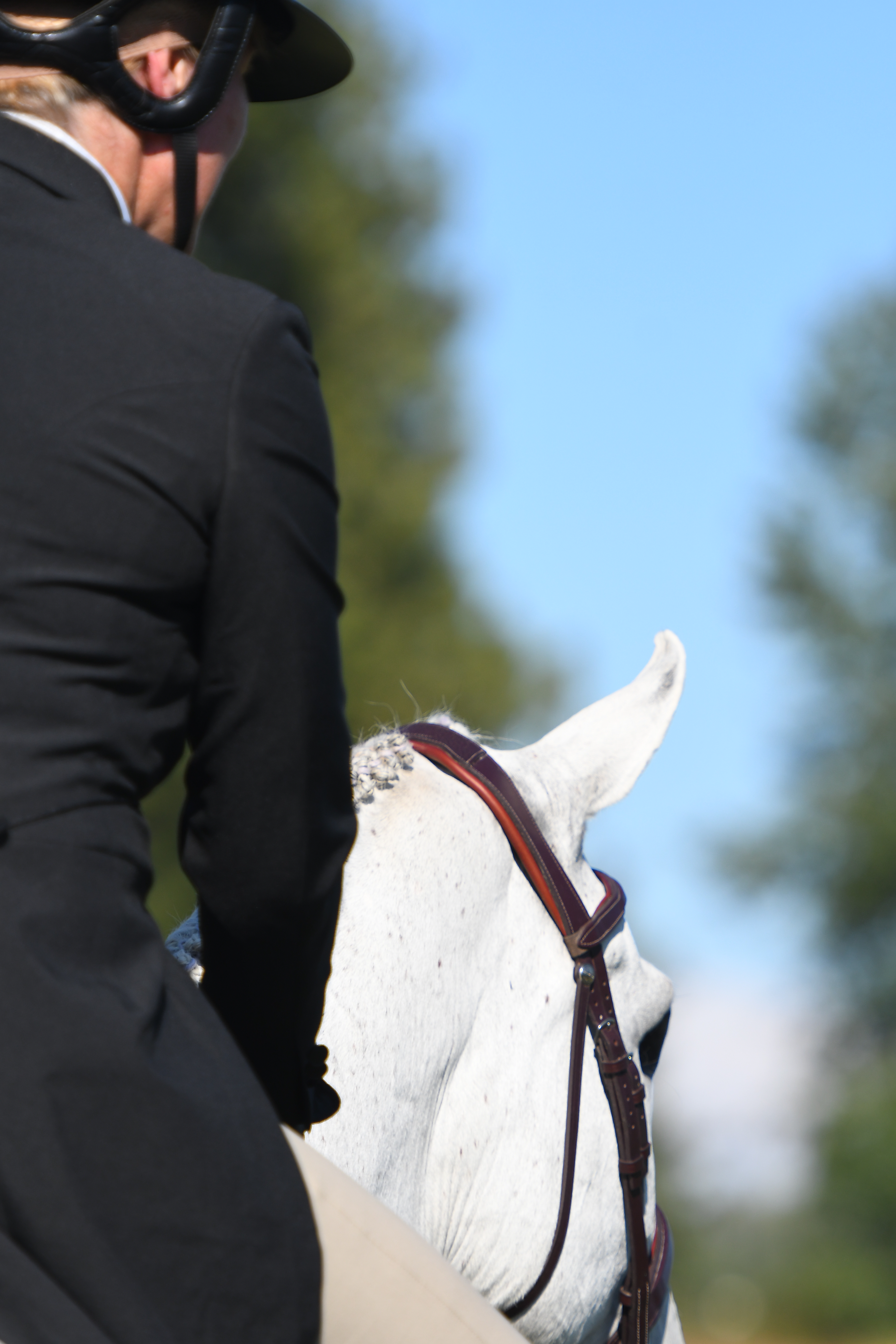 Horse Show – Buying A Horse?